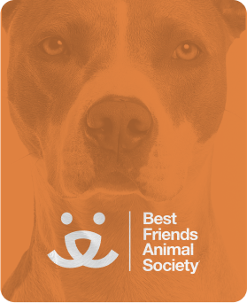 Unlock GenAI Potential with AntStack